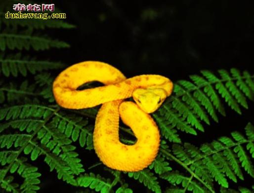 好听又极美的蛇名字图标