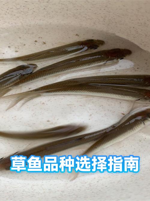草鱼最好三个品种图标