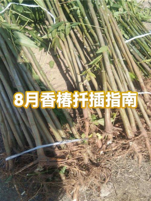 冬天香椿扦插技术视频截图