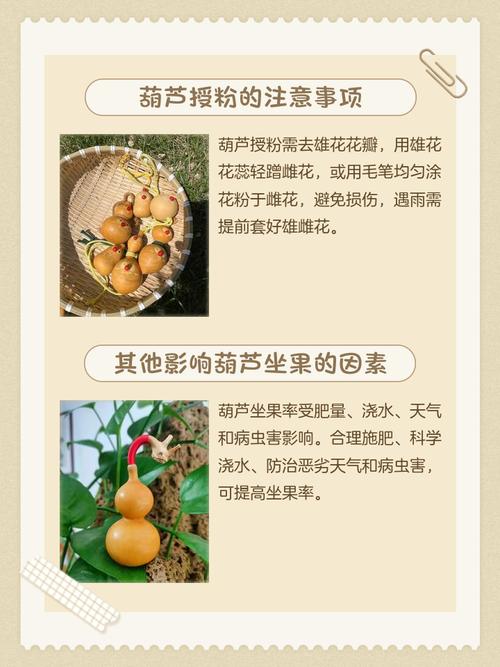 葫芦变黄的原因