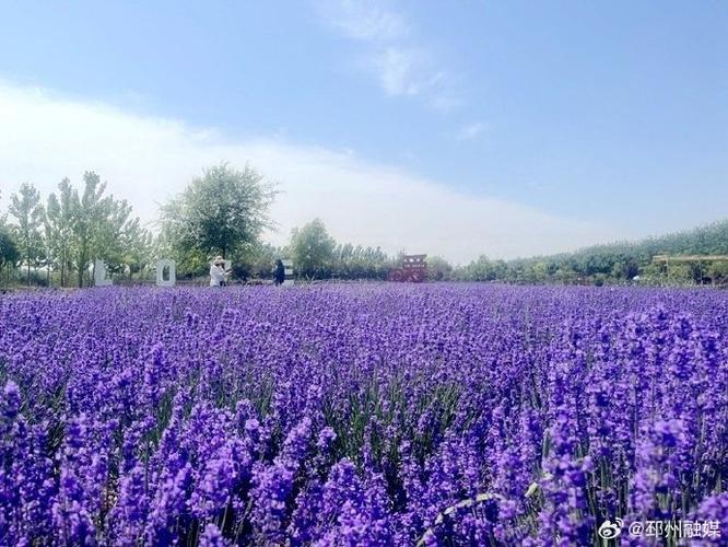 花田庄园(免费版)图标