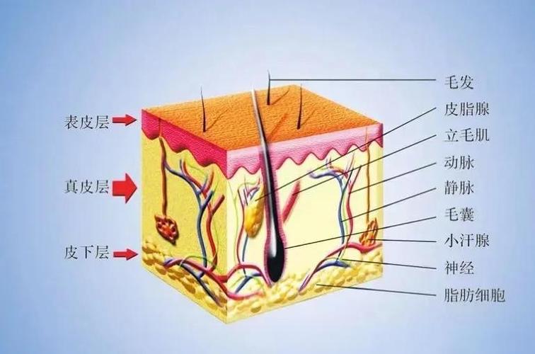 面部皮肤7个层次结构图图标