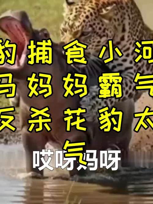 河马斗花豹视频大全图标