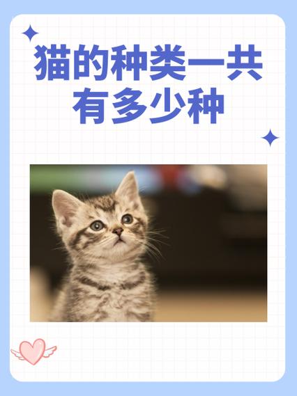 猫品种大全100种图片图标