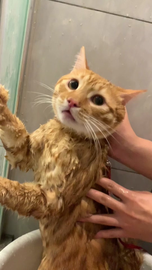 穿越成一只橘猫,只是跟主人洗澡贴贴,截图