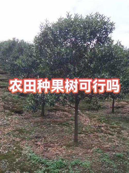 基本农田种果树合法吗图标
