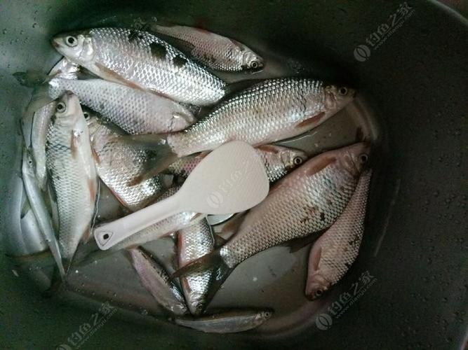 爱白条截图