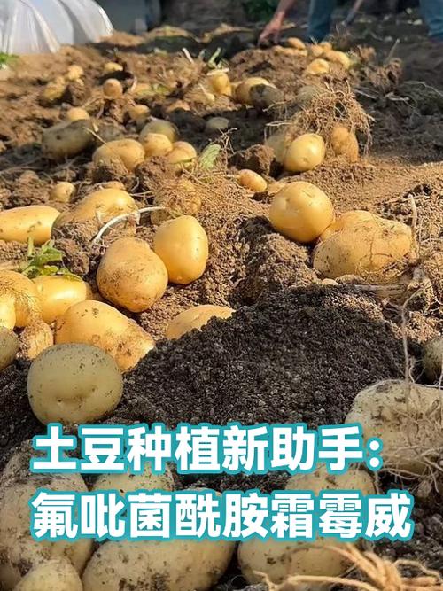 土豆平台是干嘛的图标