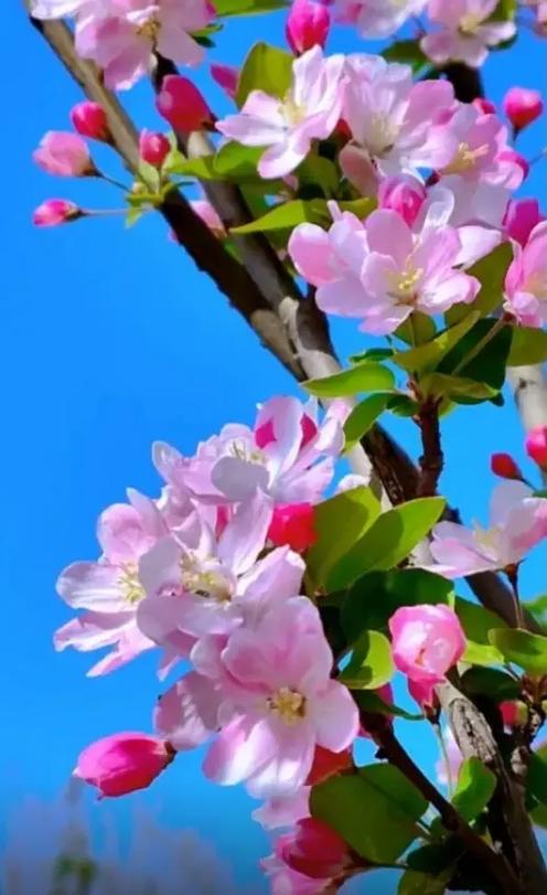 春暖花开 吧 触屏版图标