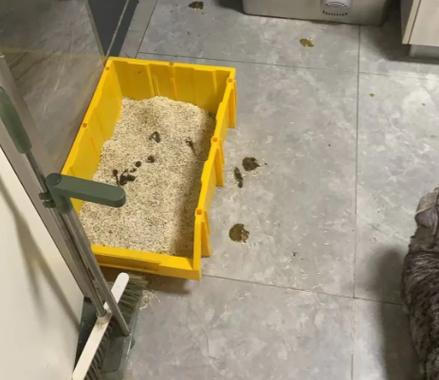 猫碰过的盆子还能用吗截图