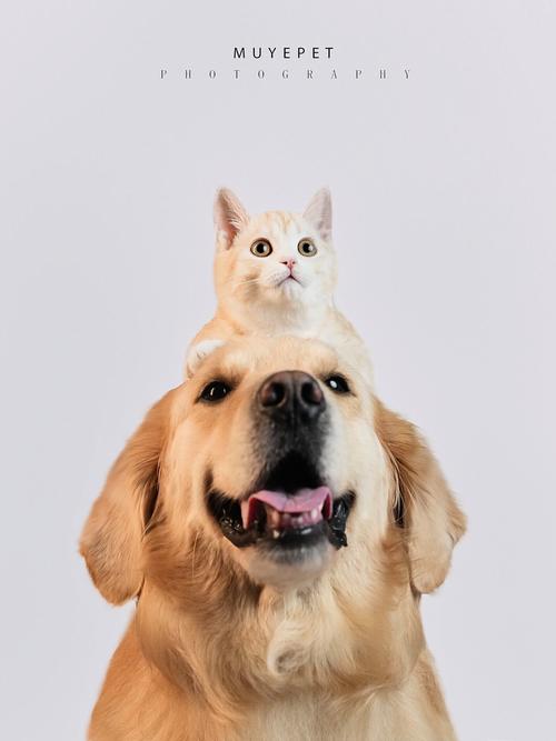 狗为什么喜欢追着猫舔图标