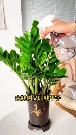 有钱花靠谱吗图标