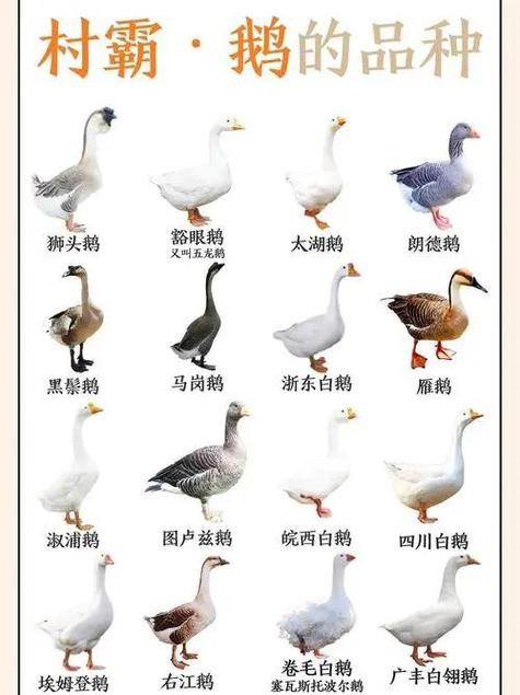 40种鹅品种图片图标
