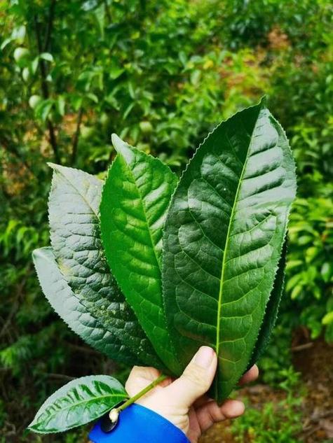 种茶树图标