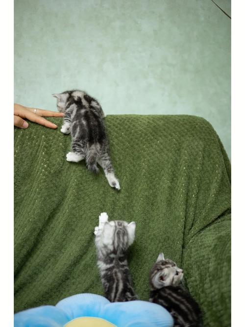 wtf猫猫竞赛官网入口图标