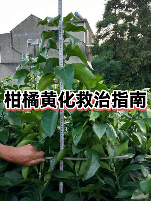 黄化步骤截图