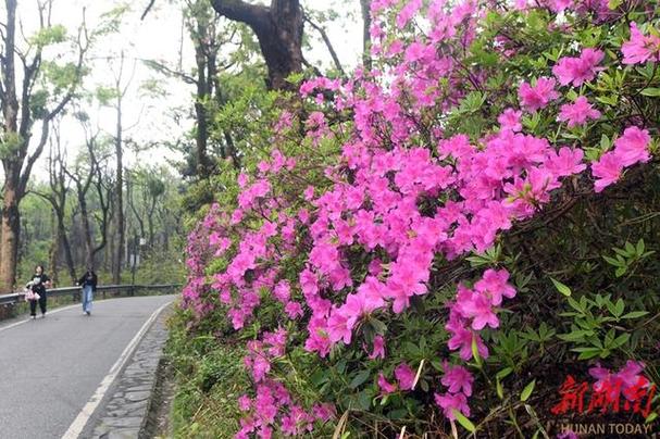 杜鹃花的种植方法图标