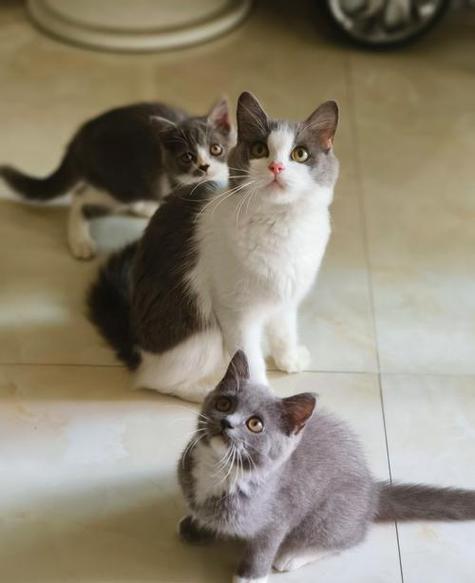 养3只猫图标
