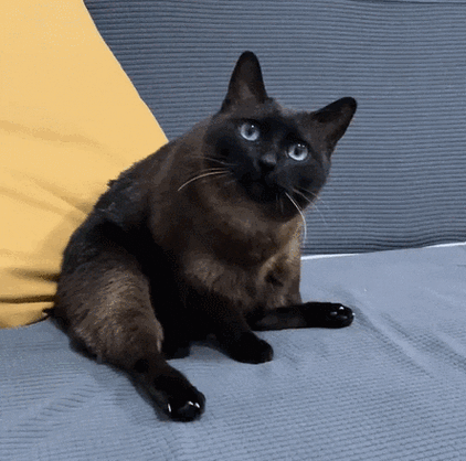 小猫关一夜小黑屋截图
