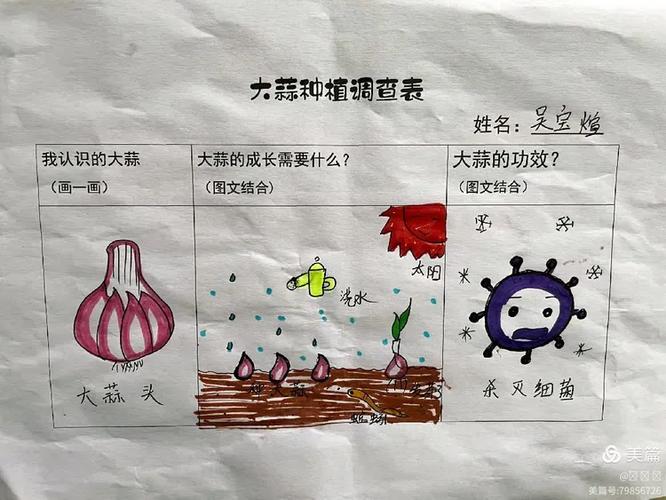 蒜有几种图片及名称图标