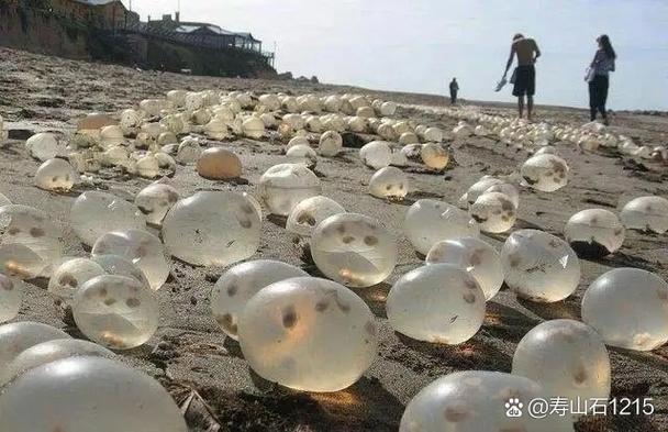 海滩上有啥图标