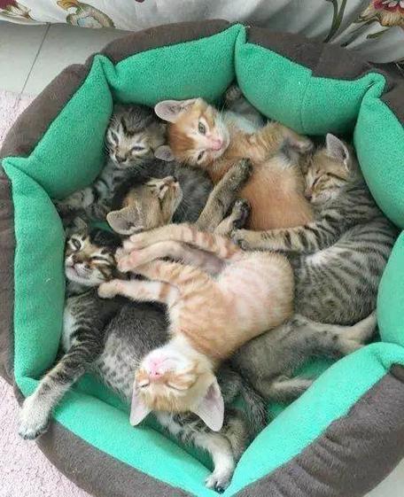 猫咪成长记怎么合成土猫图标