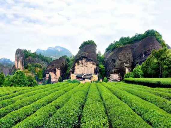 武夷山茶园图标