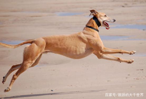 旅游世界哪个犬图标
