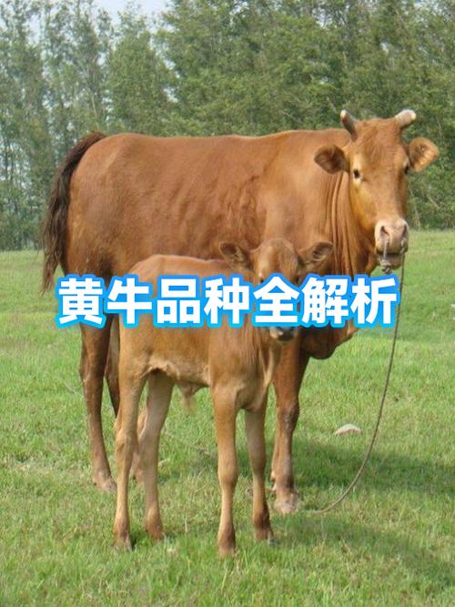 黄牛品种大全大图名称图标