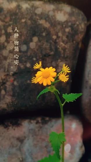 焦虑症心动过缓图标