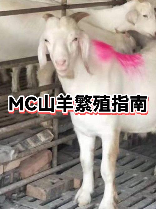 mc如何养羊图标