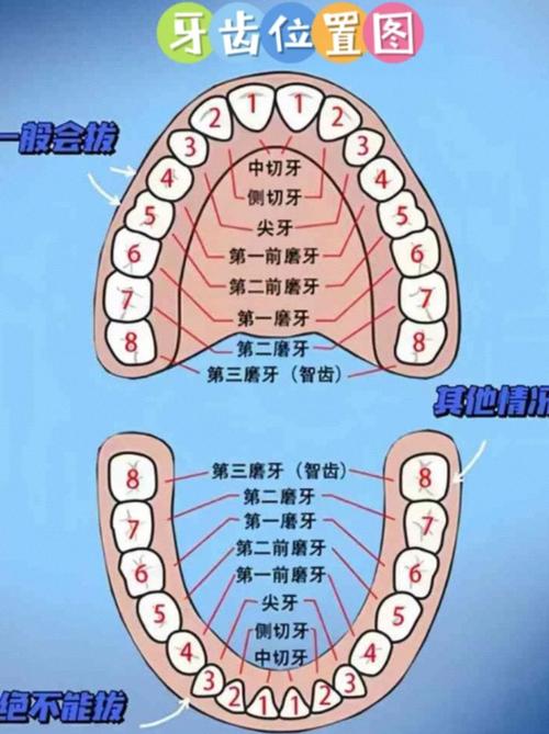 牙齿28颗牙示意图图标
