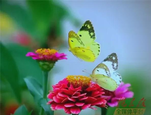 十首绝美宋词蝶恋花