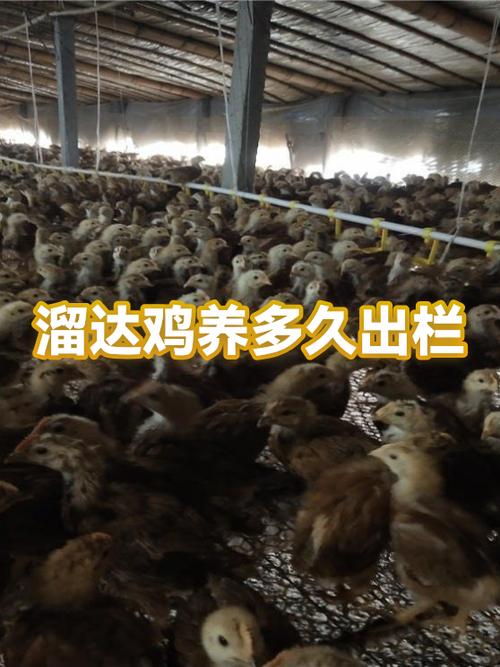 溜达鸡养殖的行业前景图标