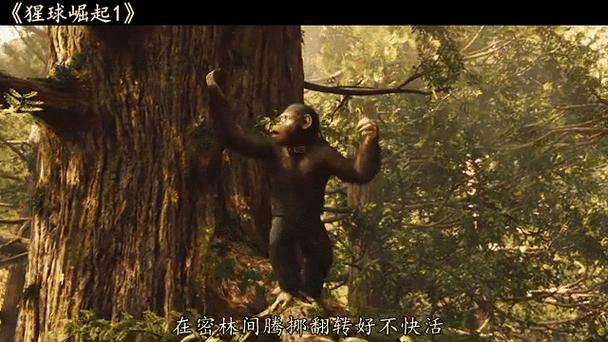 猩球崛起1国语中文字幕图标