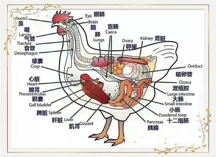 鸡全身部位名字图解图标