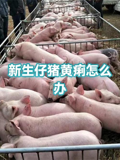 仔猪黄痢最佳治疗方法图标
