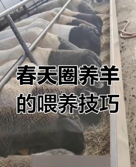 养羊的三大技巧图标