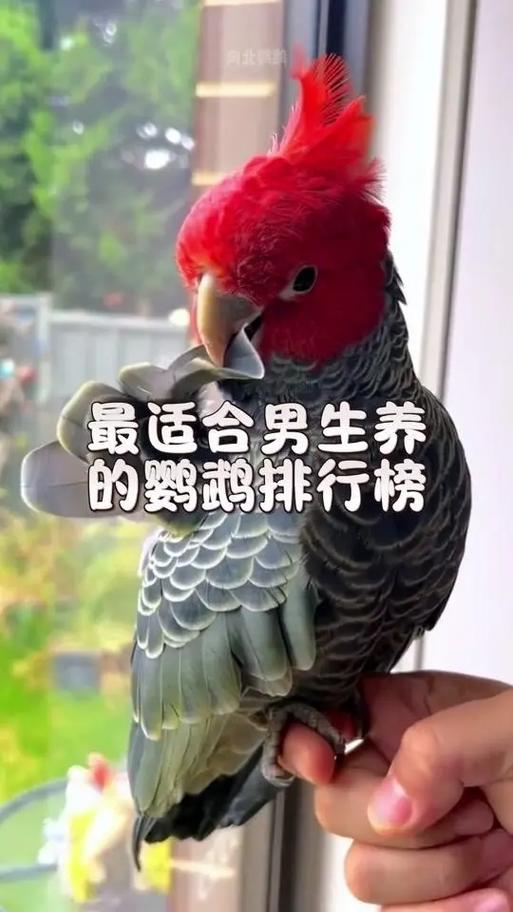 鹦鹉排名第一名缩略图