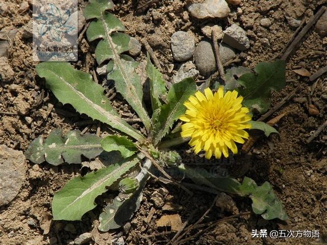 蒲公英头条卸载图标