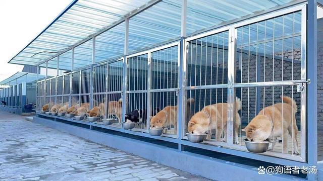 开狗场一年能挣多少钱截图