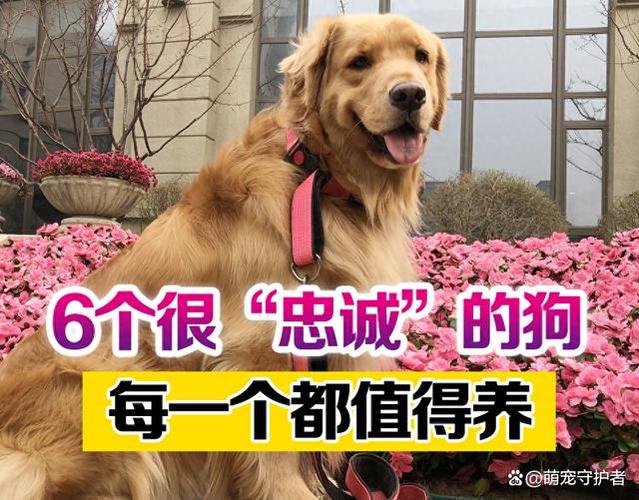 狗突然后腿无力像瘫痪怎么办