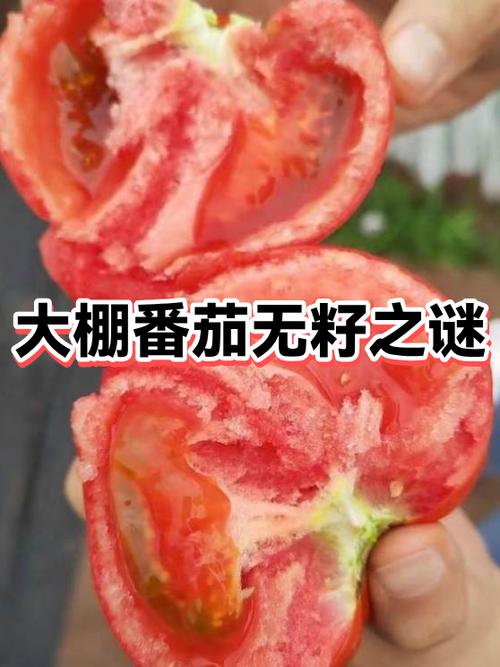 西红柿有籽和无籽有什么区别图标