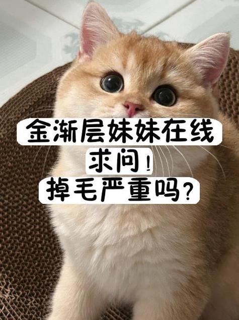 家里养猫好不好图标