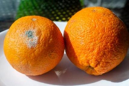 水果腐烂变质的原因图标