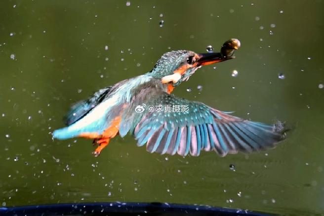 怎么抓小鸟图标