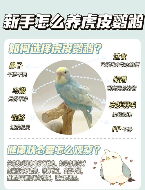 新手养鹦鹉最好多大开始养图标