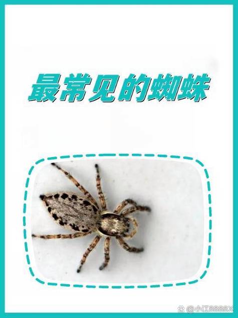 幽灵蛛长什么样子图标