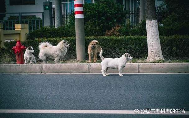 流浪狗怎么处理图标