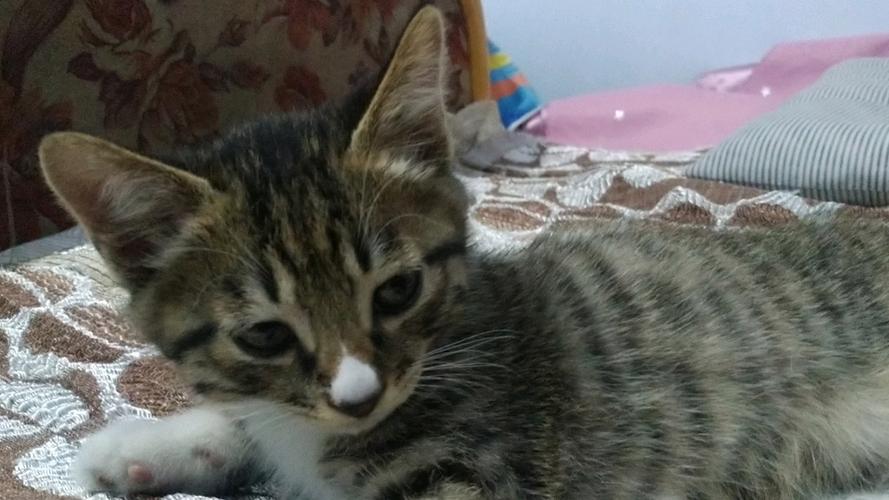 小猫听书图标